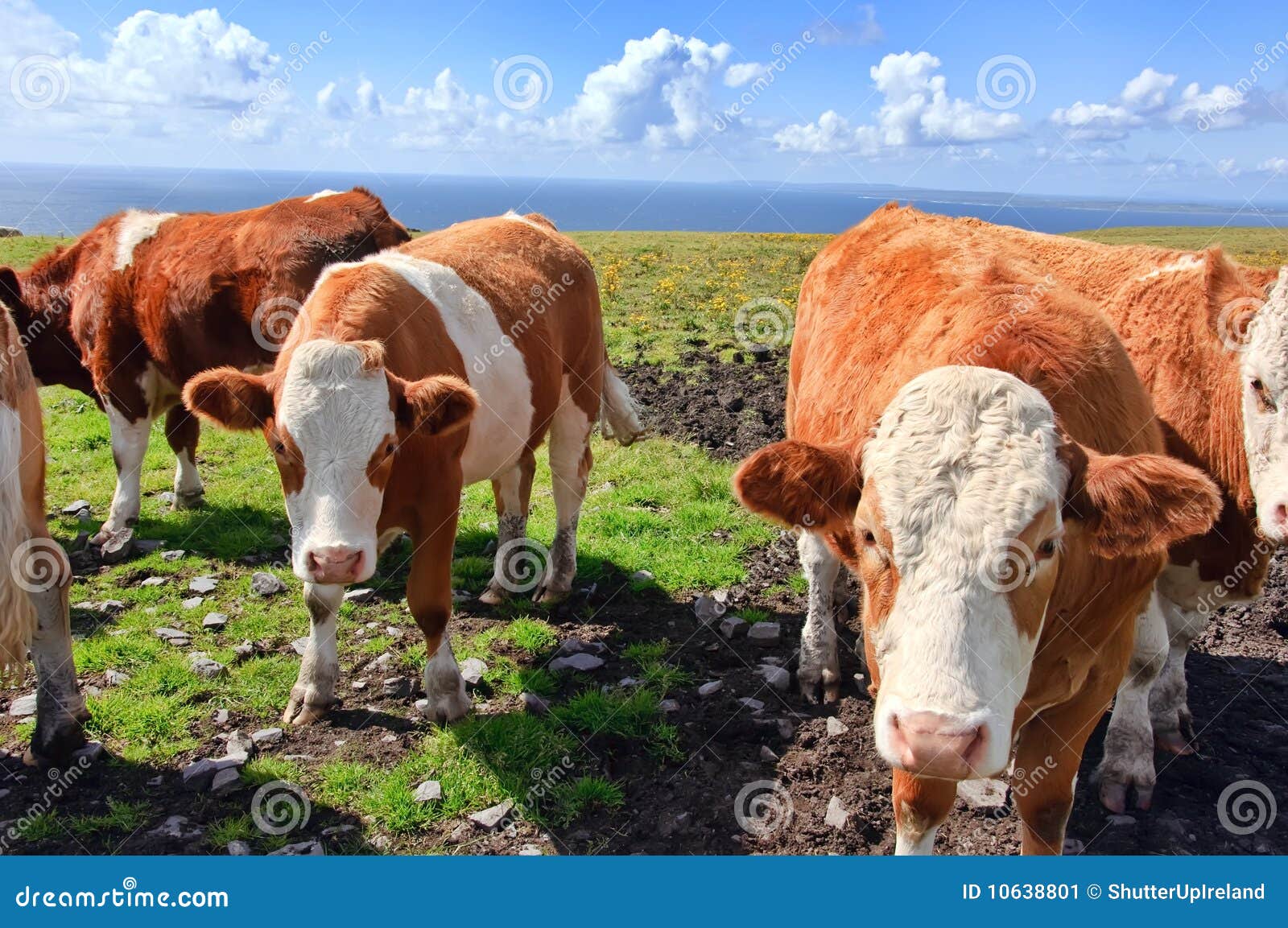 Photo of Cows/bulls Over Looking the Ocean Stock Image - Image of ...