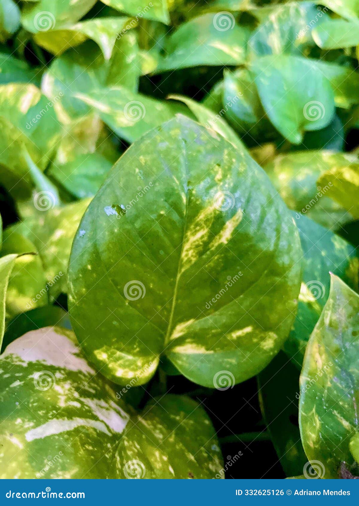 Very Close Up Photo of Creeping Plants Stock Photo - Image of close ...
