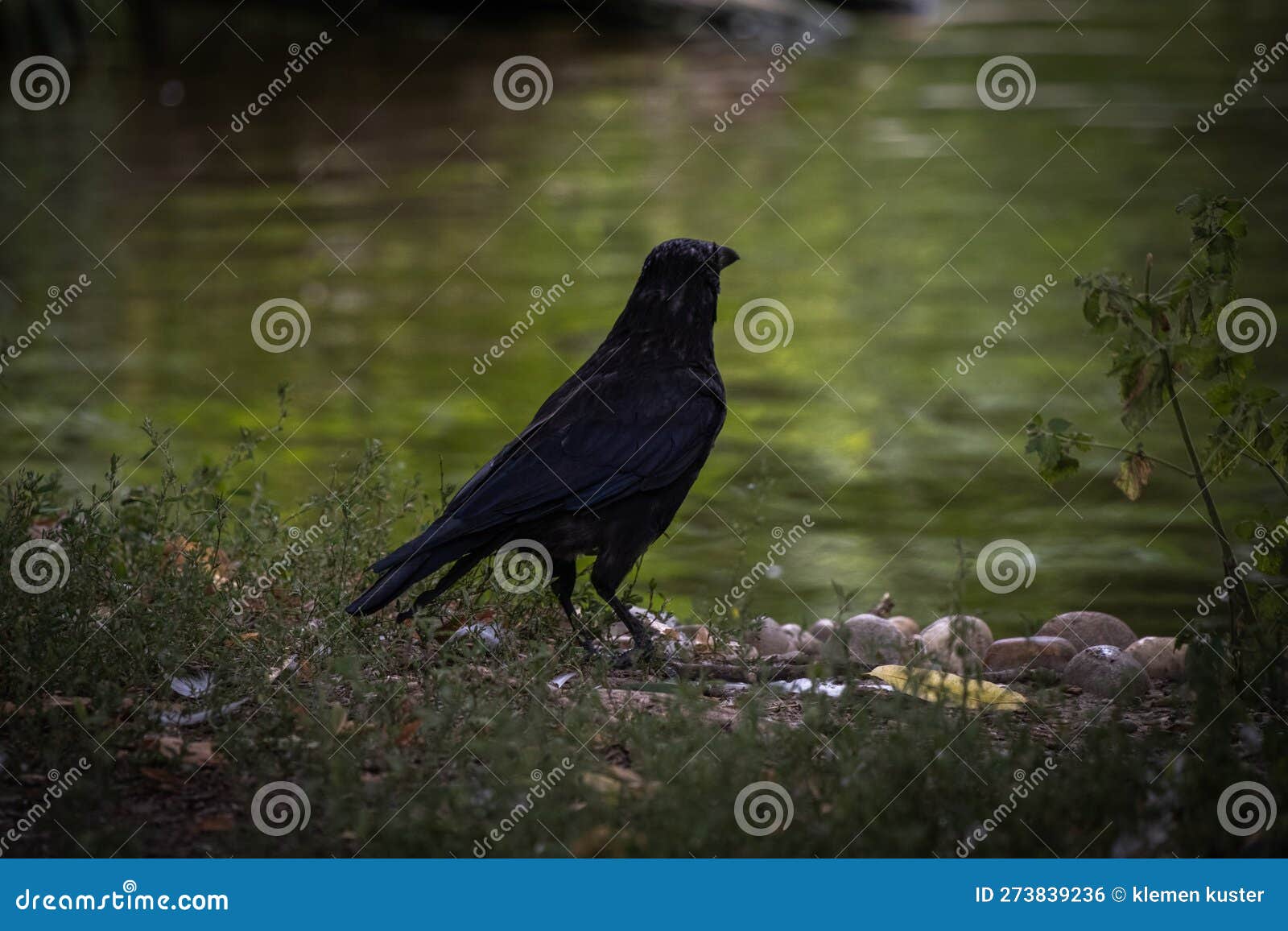 Photo of crow in the zoo stock photo. Image of tree - 273839236