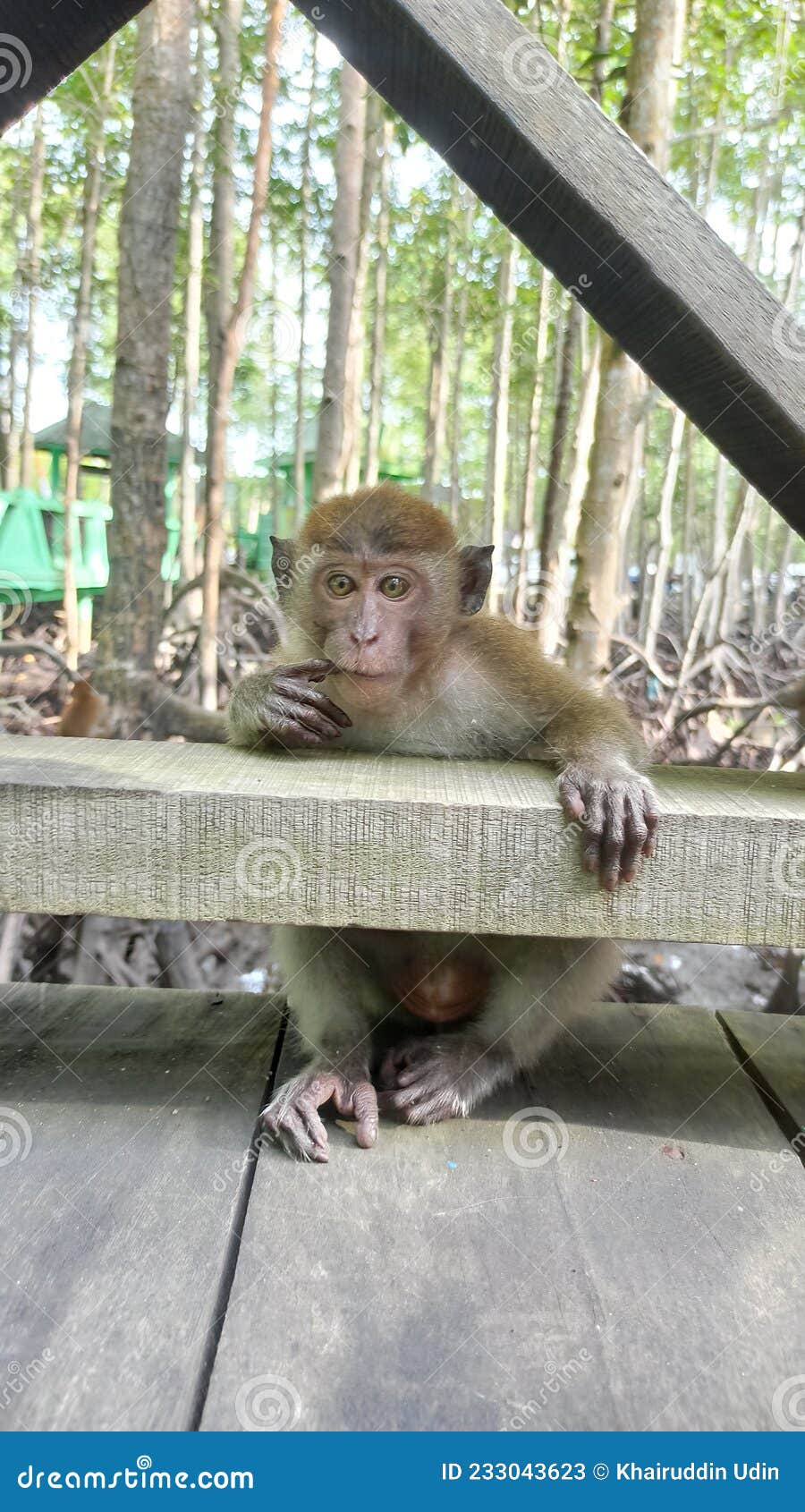 A Photo of a Cute Baby Monkey Looking Like he is Thinking about ...