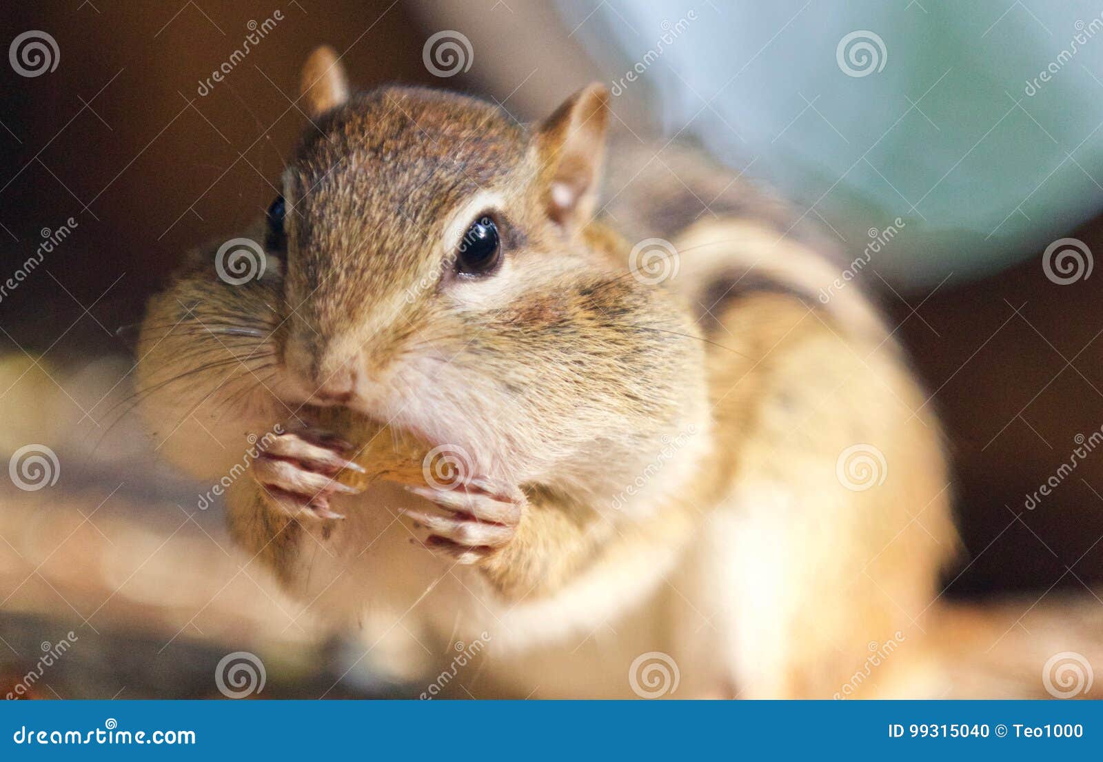 Photo of a Cute Funny Chipmunk Eating Something Stock Photo - Image of ...