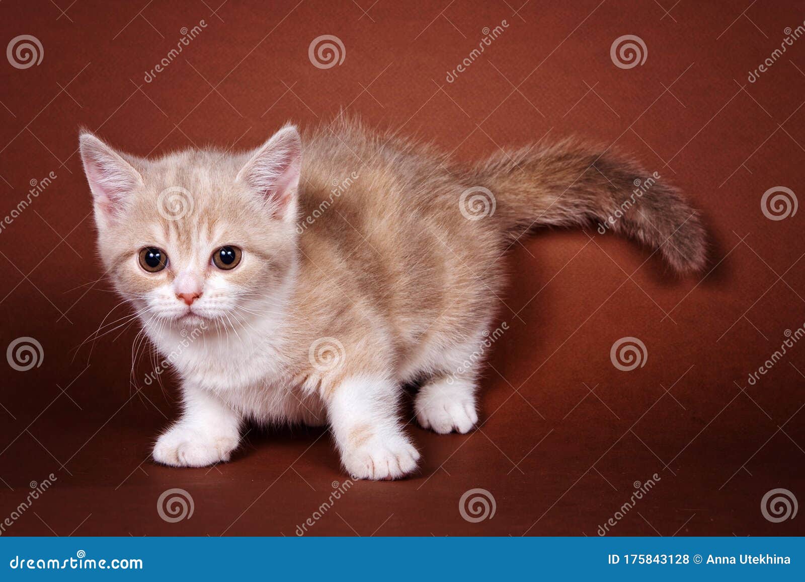 Cute ginger spotted kitten stock photo. Image of kitty - 175843128