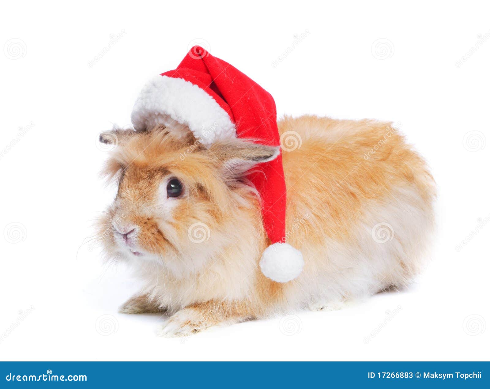 Photo of Cute Rabbit in a Santa Hat. Stock Image - Image of animal ...
