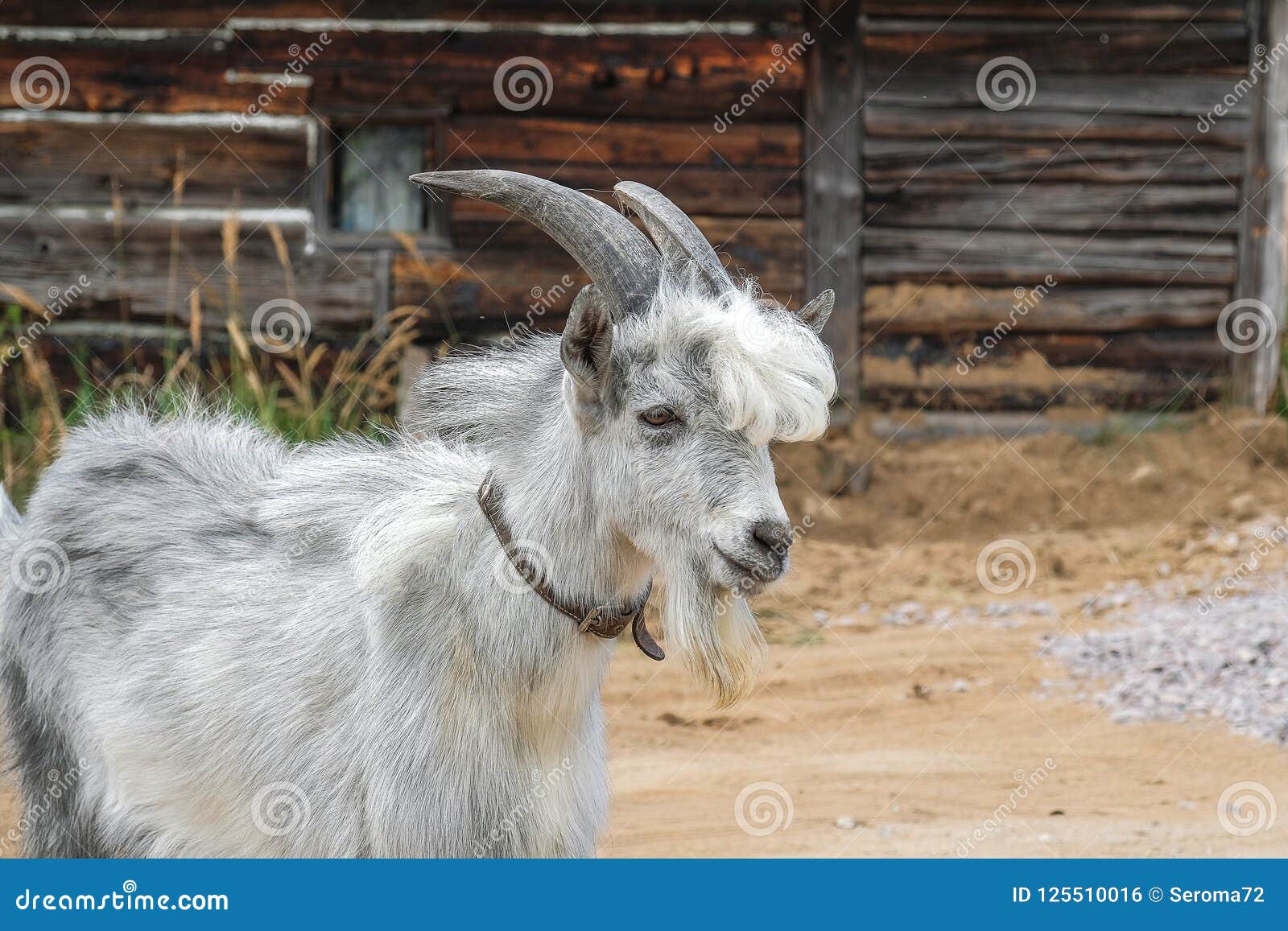 Photo Cute Rustic Goat from Close Range Stock Photo - Image of pasture ...