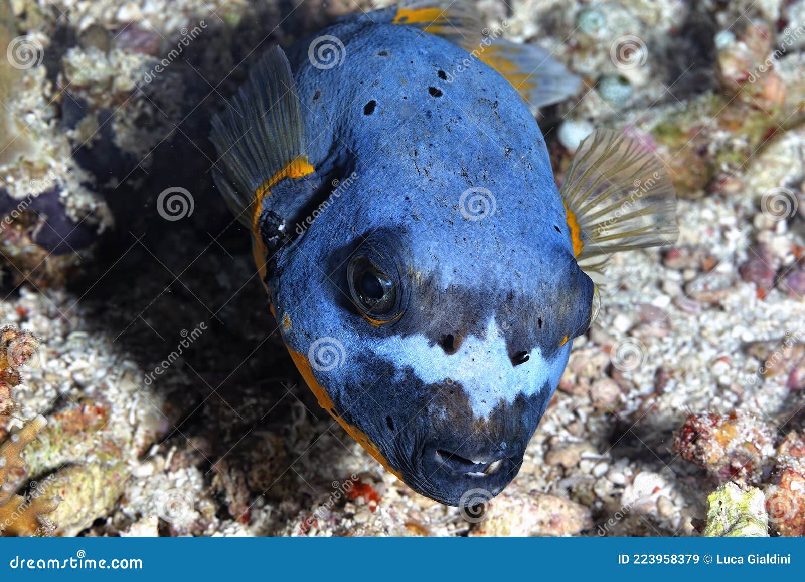 Photo d'un poisson-globe image stock. Image du poissons - 223958379