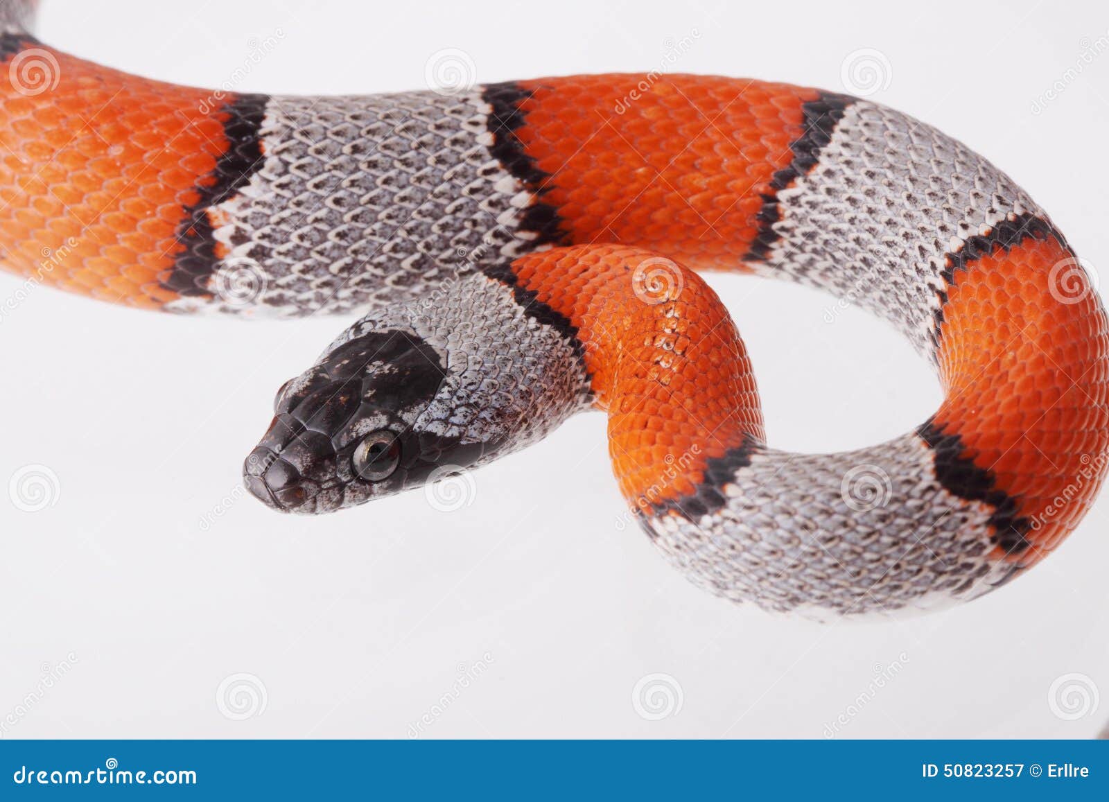 Photo D'un Serpent De Corail Faux Image stock - Image du herpétologie ...