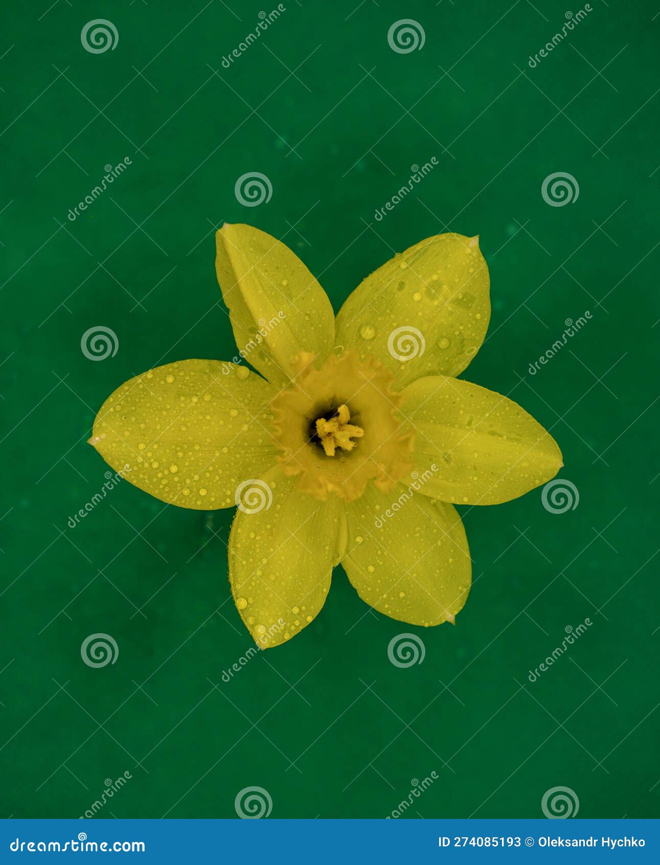 Photo of Daffodil Flower Top View Stock Image - Image of fresh, yellow ...