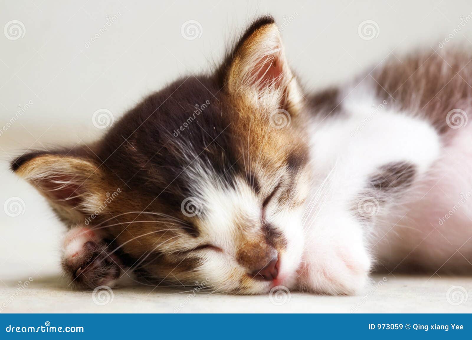 Photo De Chat - Minou De Sommeil Image stock - Image du heureux ...