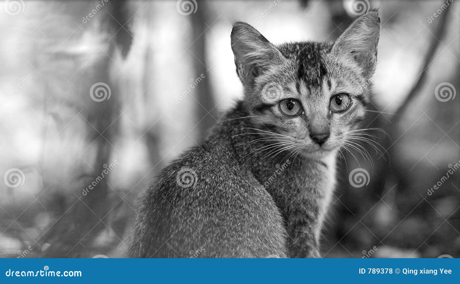 Photo De Chaton De Chat - Yeux Tristes Photo stock - Image du attente ...