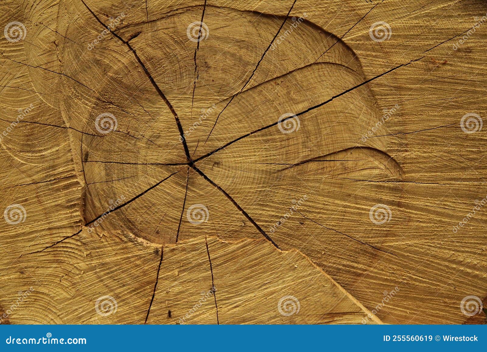 Photo De Closeup D'une Texture De Tronc D'arbre Image stock - Image du ...