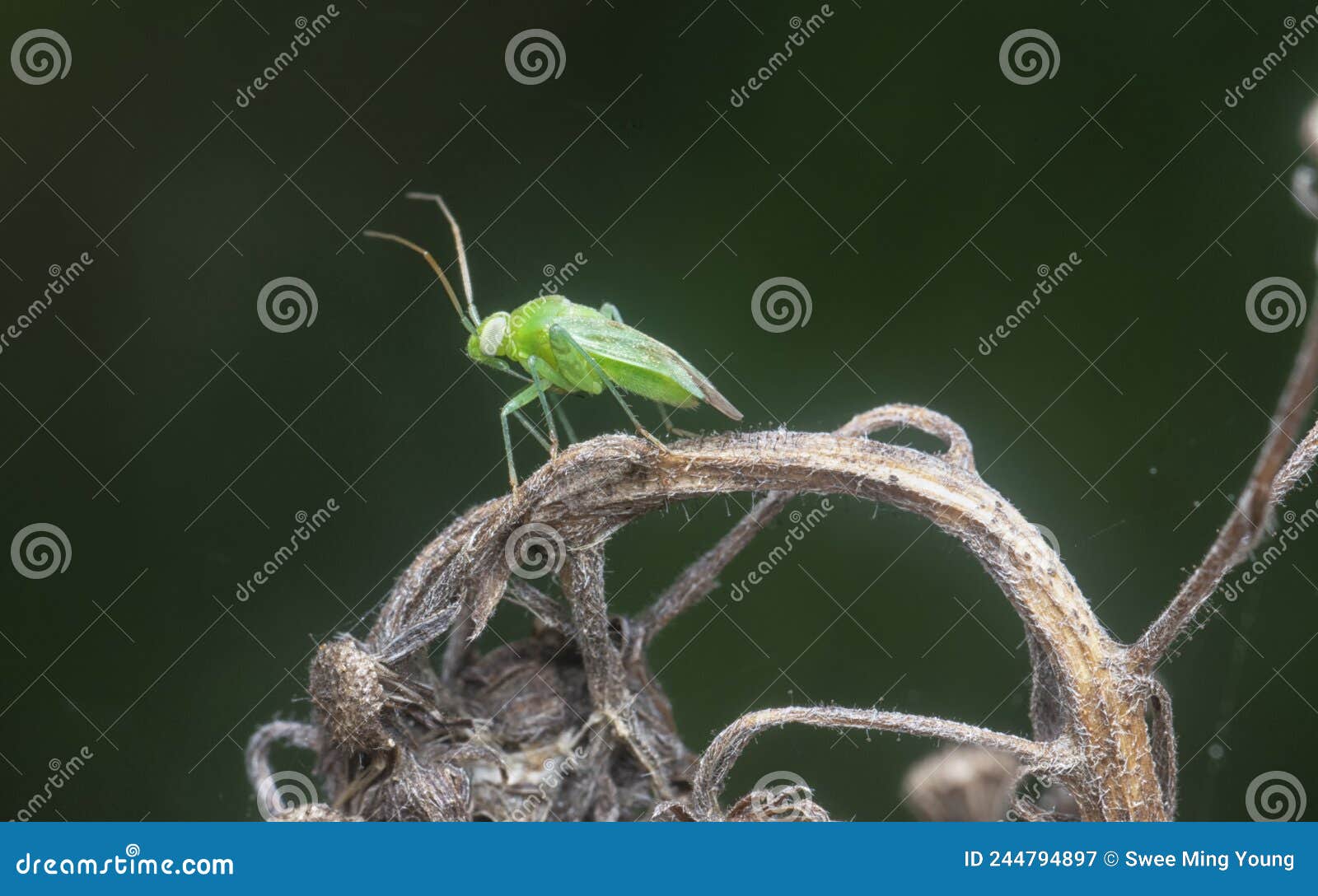 Photo De L'insecte Miridae Vert Image stock - Image du entomologie ...