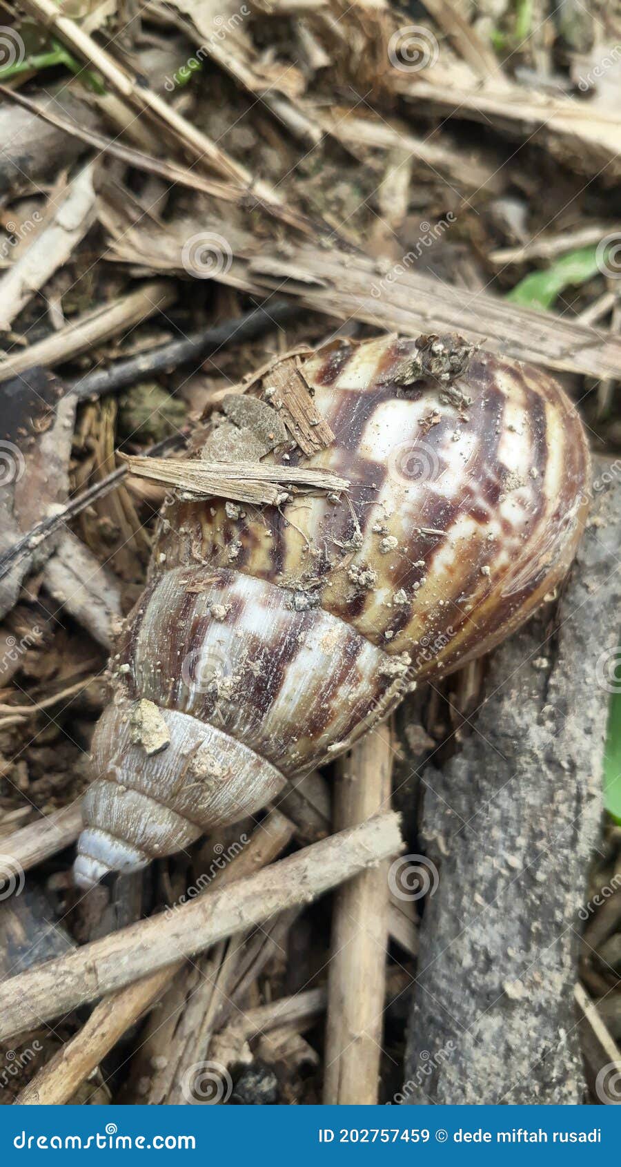 Photo of dead snail shell stock image. Image of leaf - 202757459