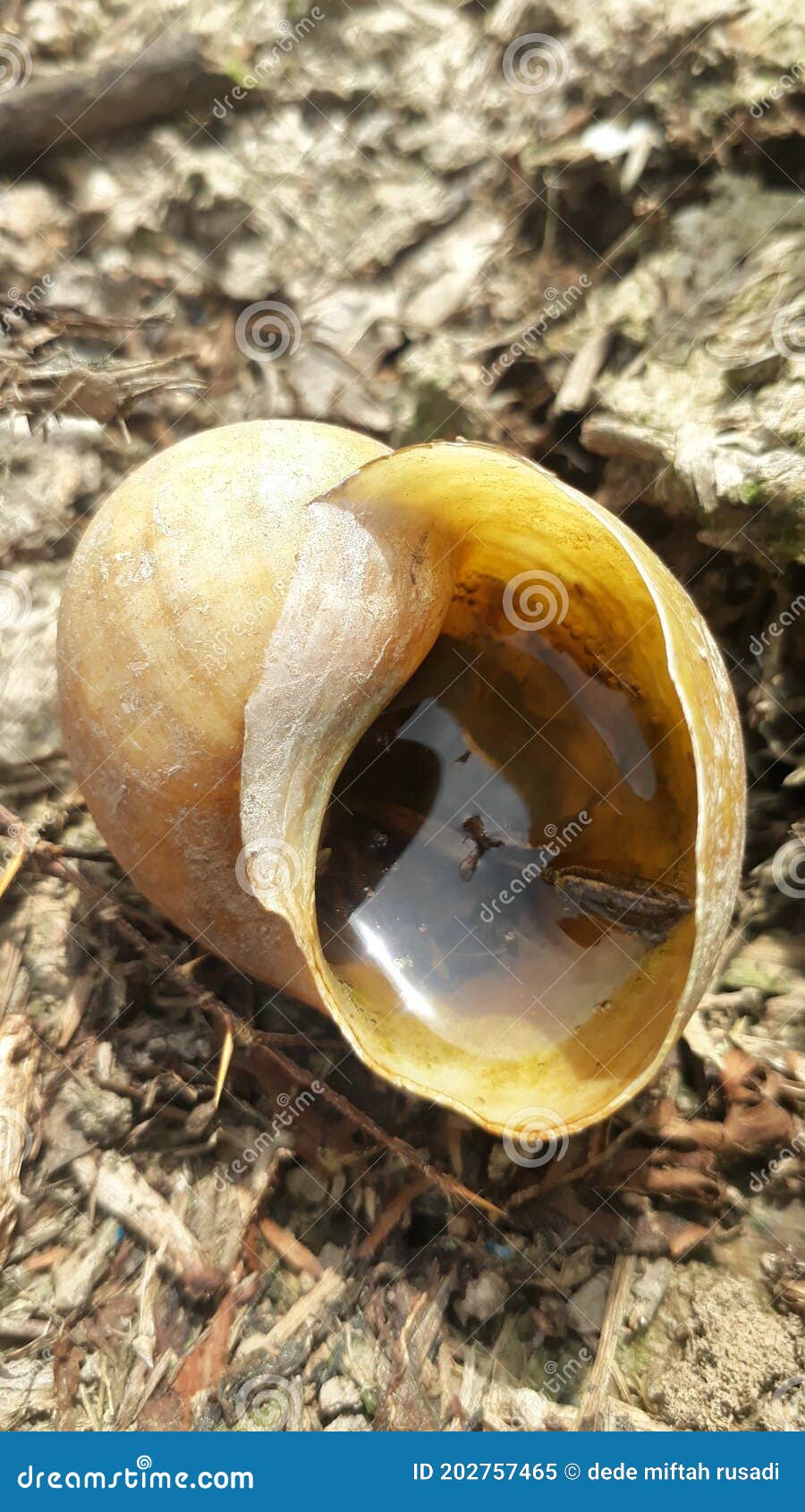 Photo of dead snail shell stock image. Image of mushroom - 202757465
