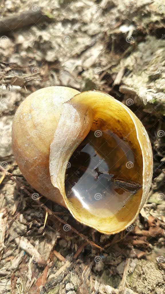Photo of dead snail shell stock image. Image of mushroom - 202757465
