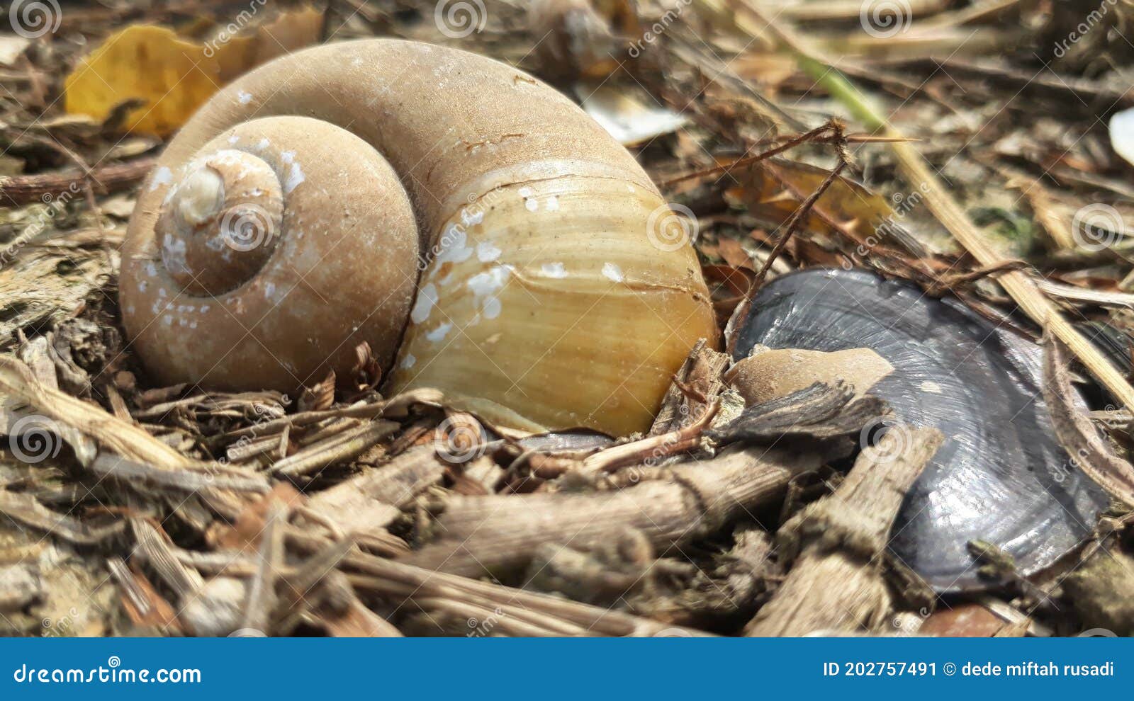 Photo of dead snail shell stock image. Image of fungus - 202757491