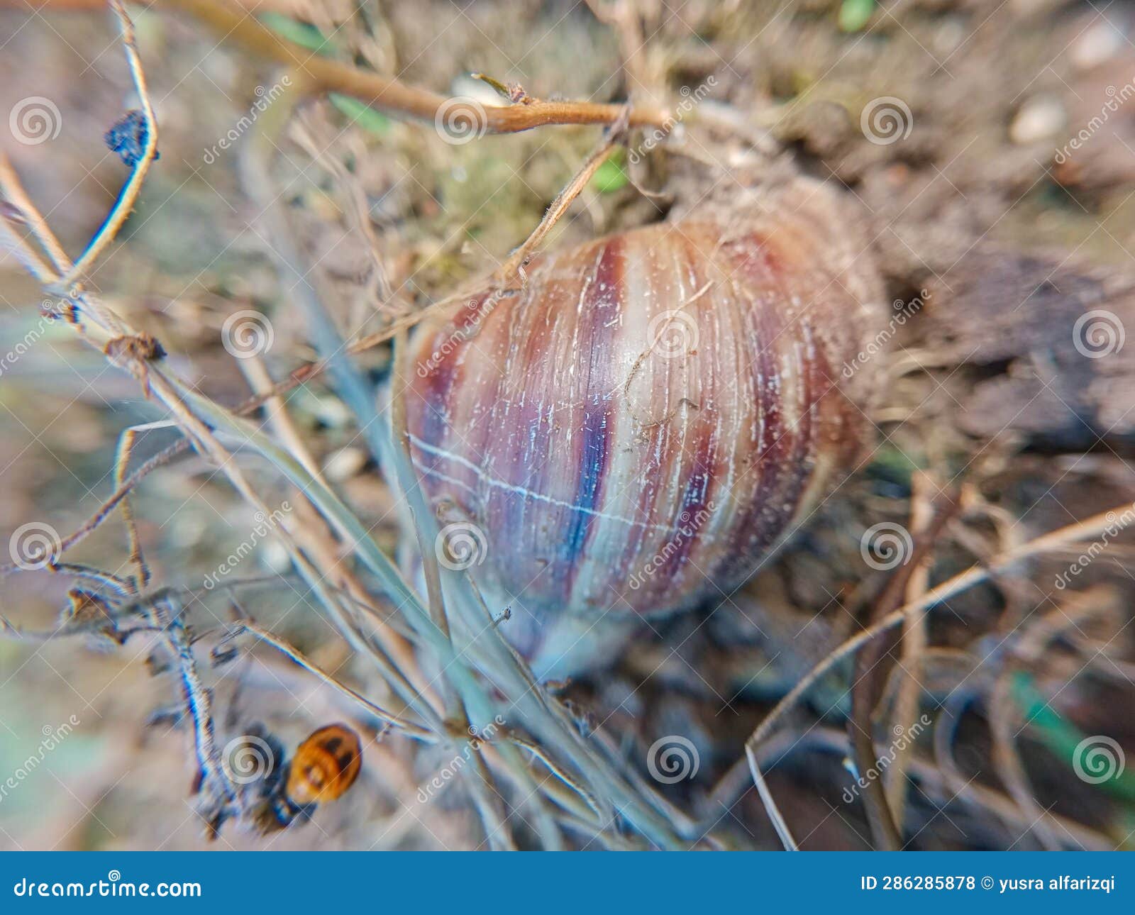 Photo of a Dead Snail Shell Stock Photo - Image of nature, thorns ...