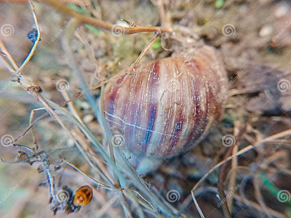 Photo of a Dead Snail Shell Stock Photo - Image of nature, thorns ...