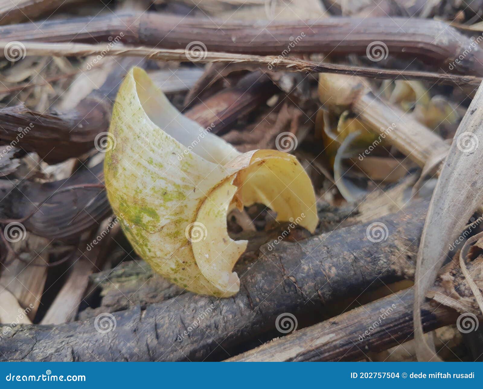 Photo of dead snail shell stock photo. Image of soil - 202757504