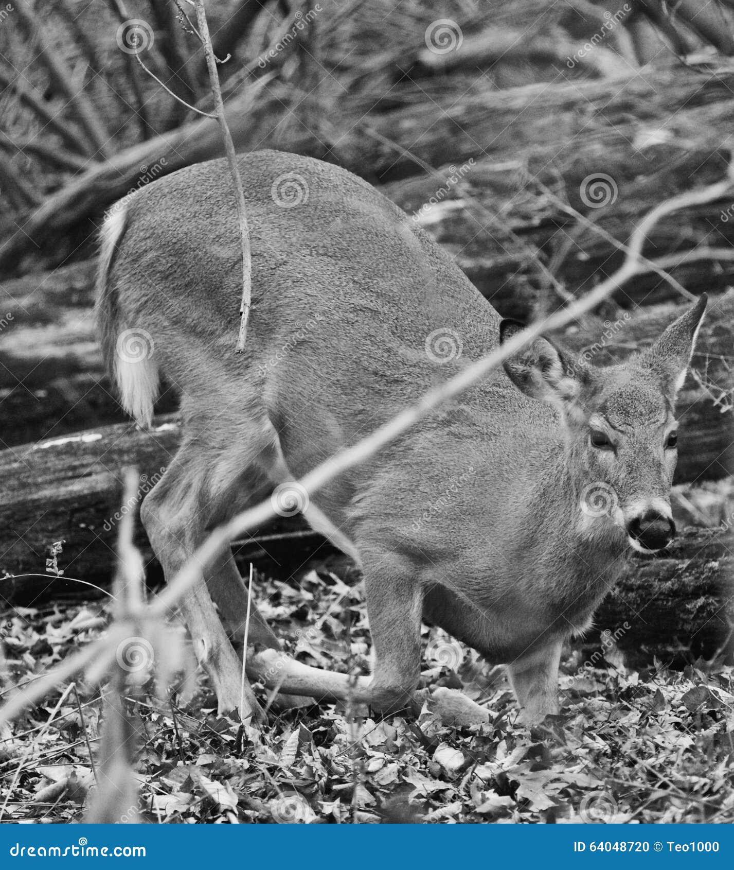 Photo of a Deer Sitting Down on the Ground Stock Photo - Image of ...