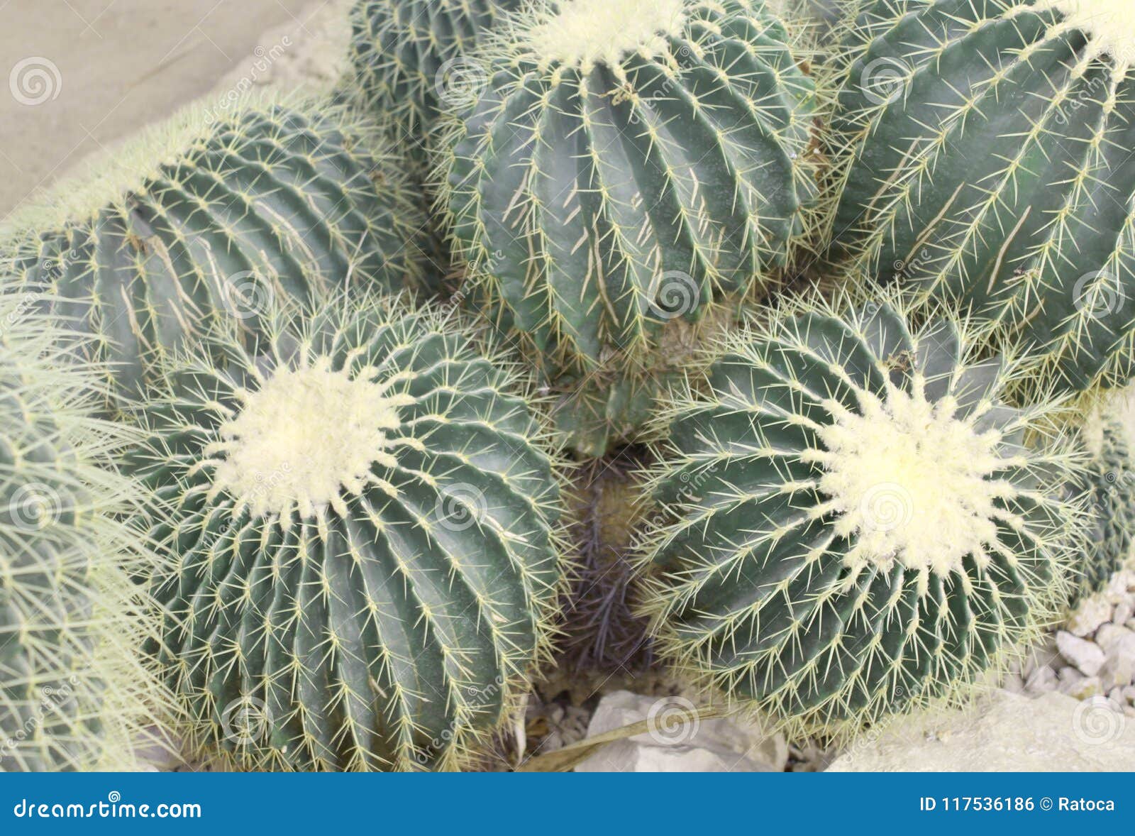 Wild cactus stock photo. Image of desert, nice, succulent - 117536186