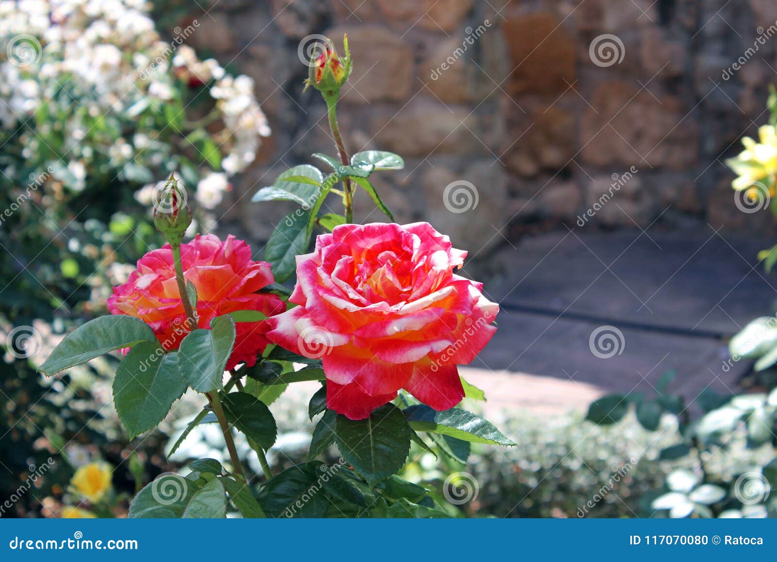 Nice roses stock photo. Image of rose, carnation, passion - 117070080