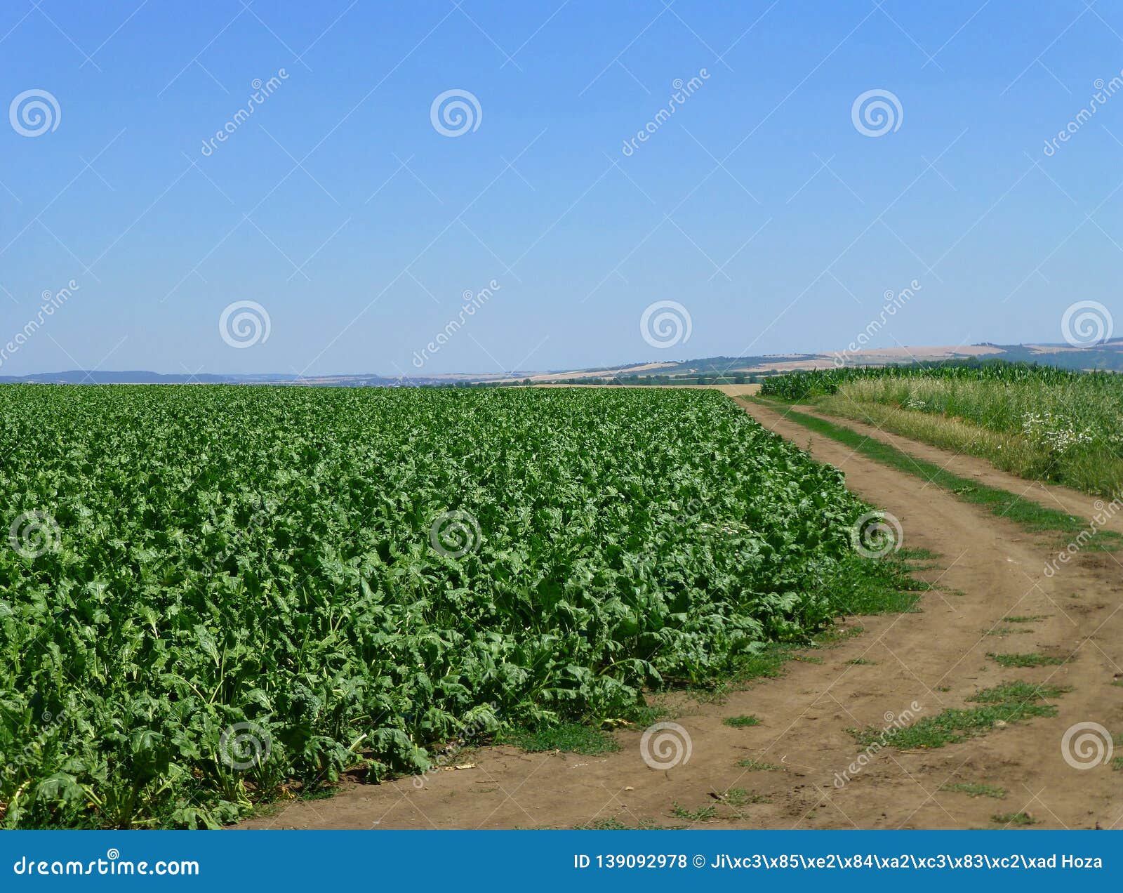Dirt Path Next To a Large Green Field Stock Photo - Image of nature ...