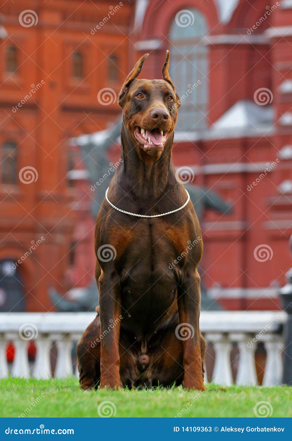 Photo of Doberman dog stock image. Image of loyalty, seating - 14109363