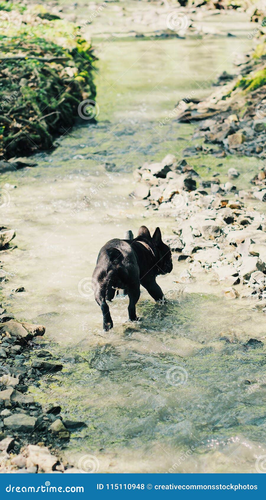 Photo Of Dog Running On Stream Picture. Image: 115110948