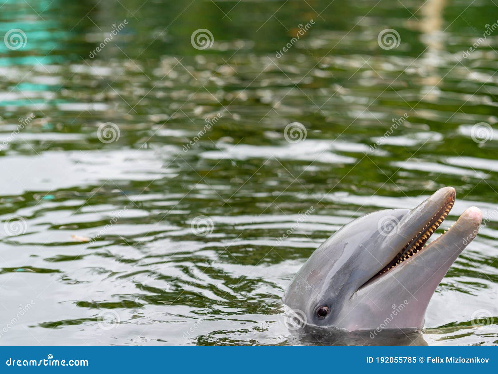 Photo of a Dolphin Showing Teeth Stock Image - Image of teeth, toothy ...