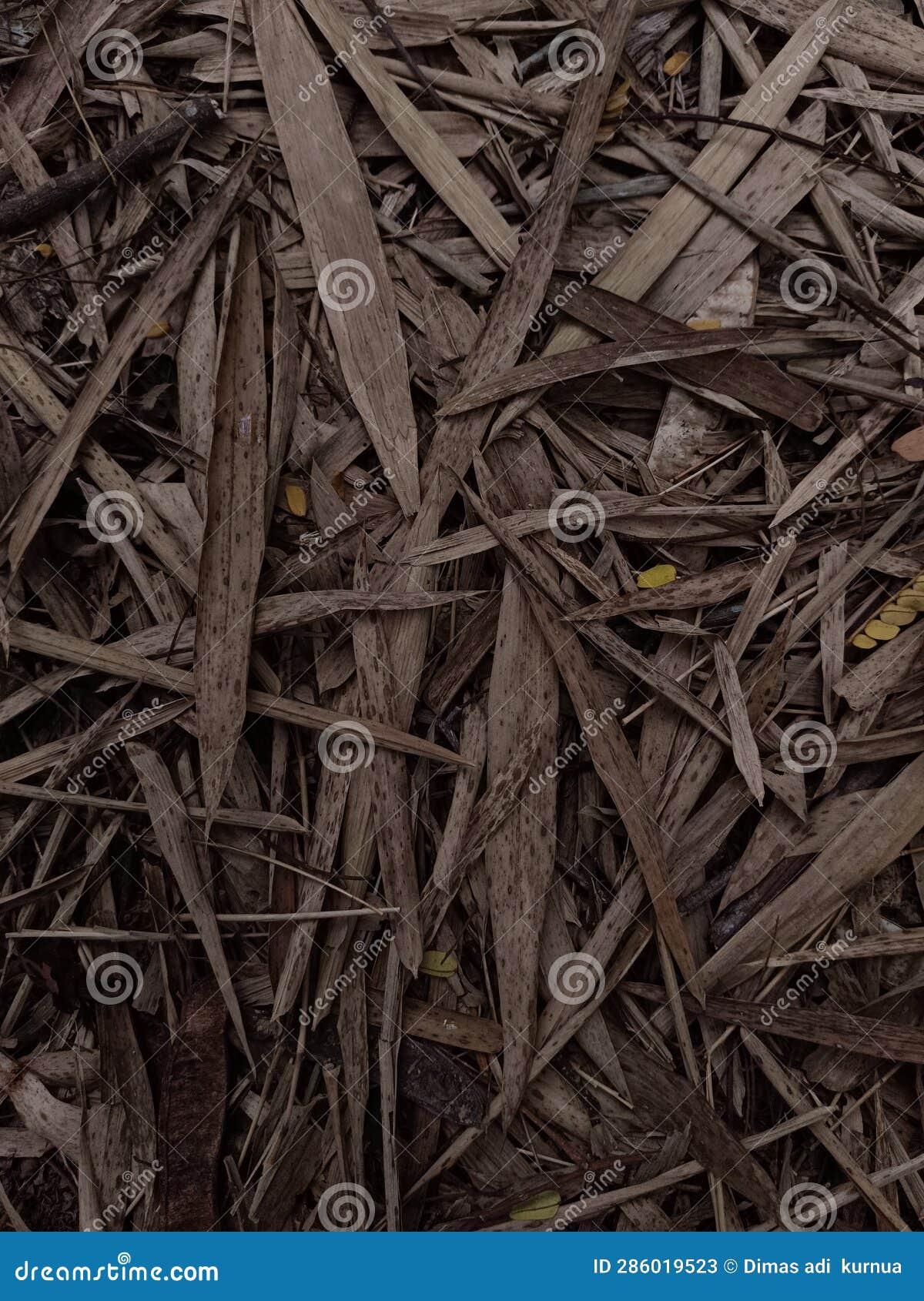 Photo of Dried Bamboo Leaves Stock Image - Image of dried ...