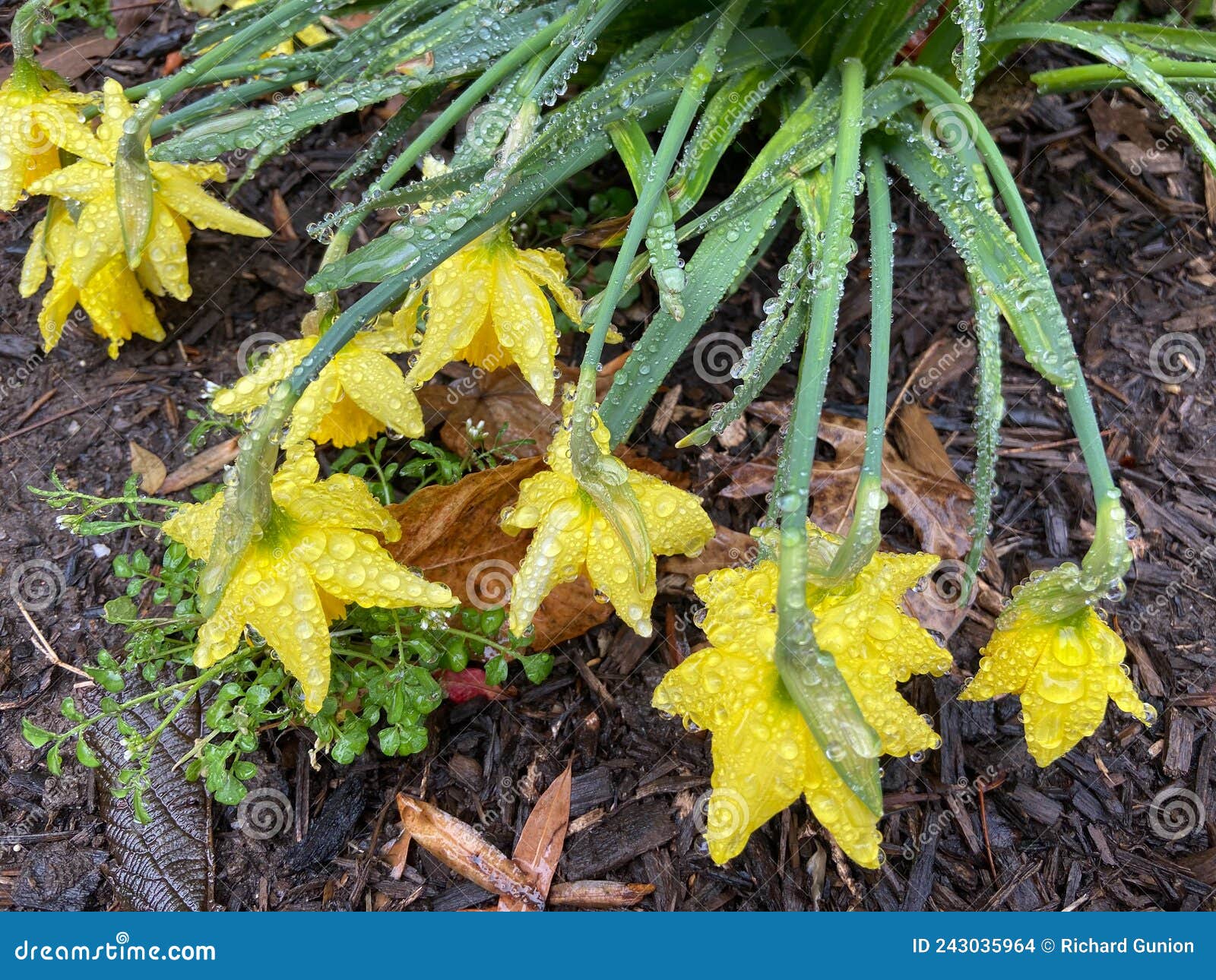 Drooping Yellow Daffodils in the Rain Stock Photo - Image of march ...
