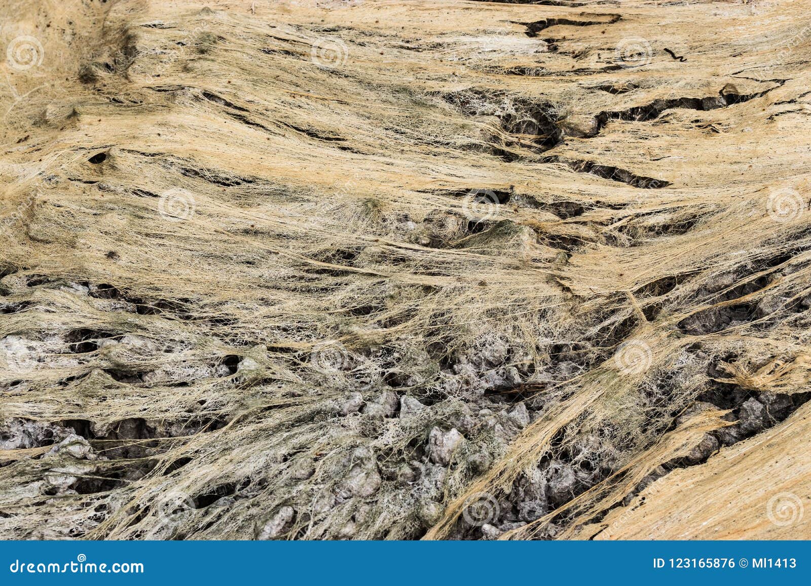 Photo dry algae texture stock photo. Image of sepia - 123165876