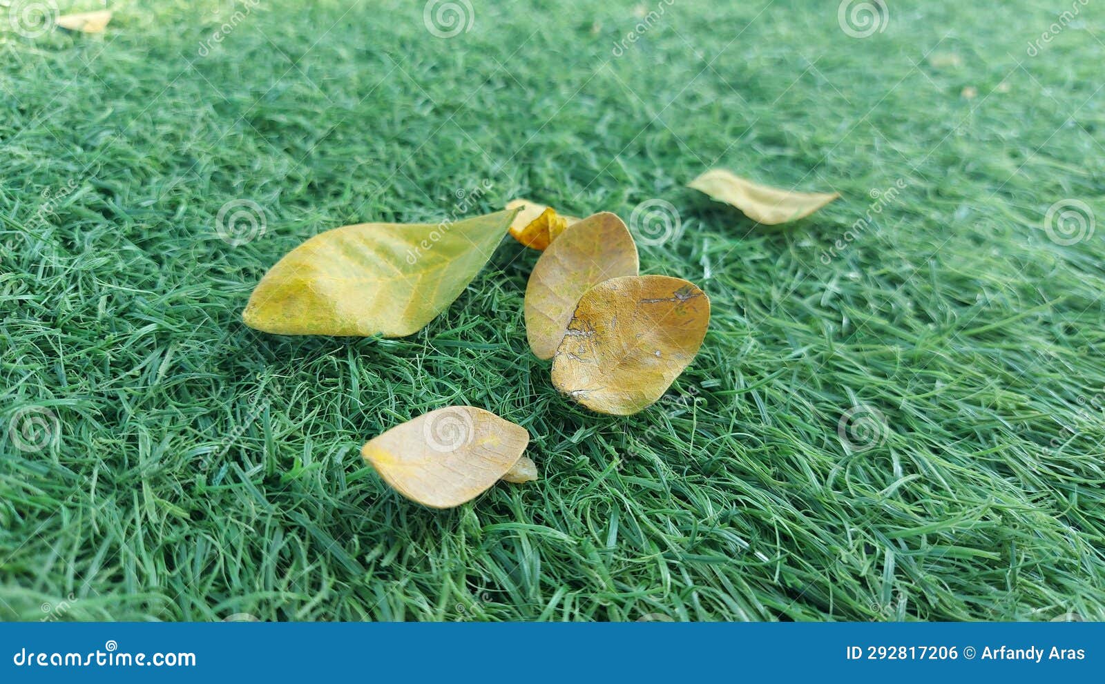 Photo of Dry Leaves Falling on Green Grass Stock Photo - Image of grass ...