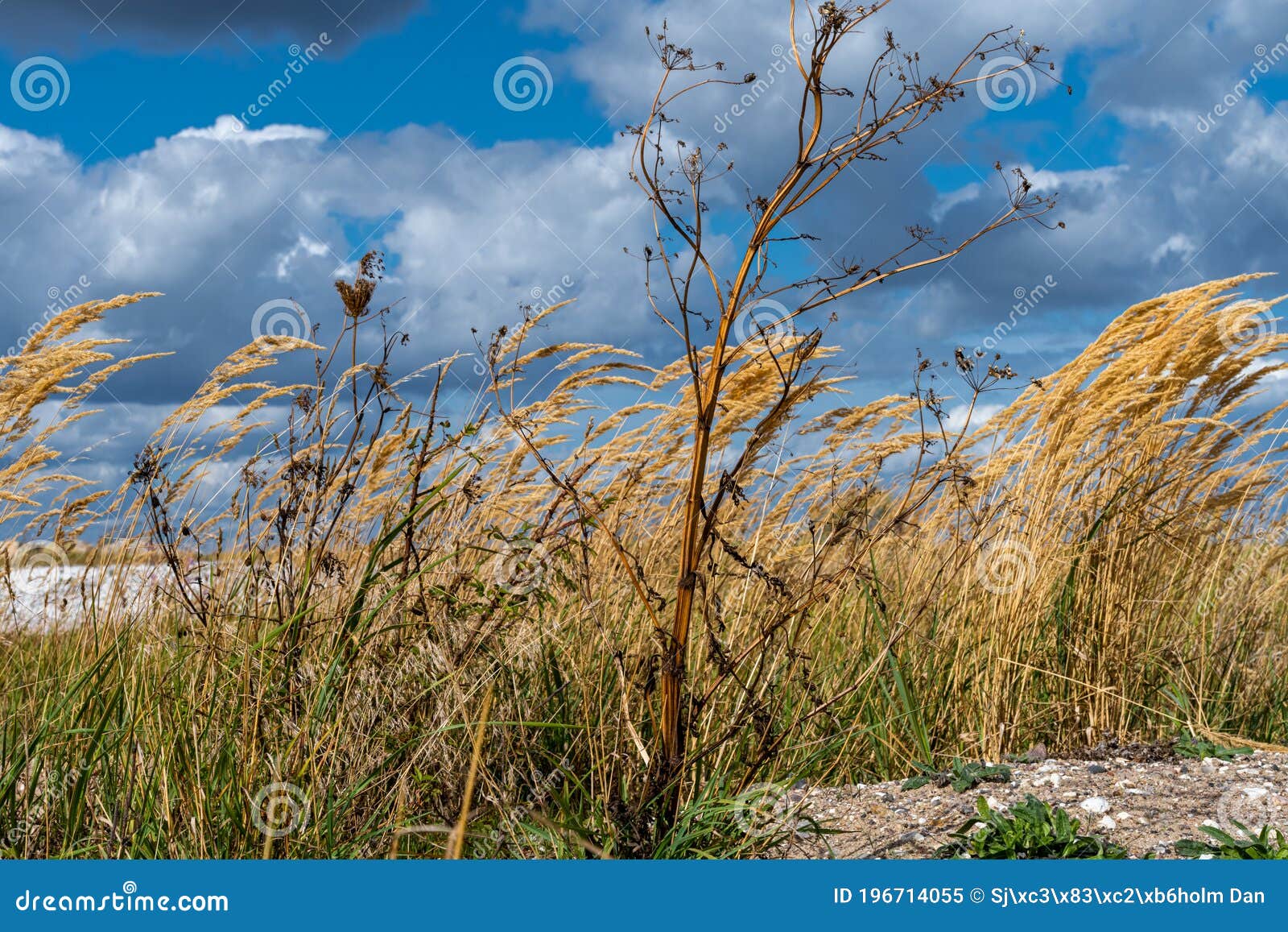 A Photo of Dry Weed and a Background of Wild Grass and a Dramatic Sky ...
