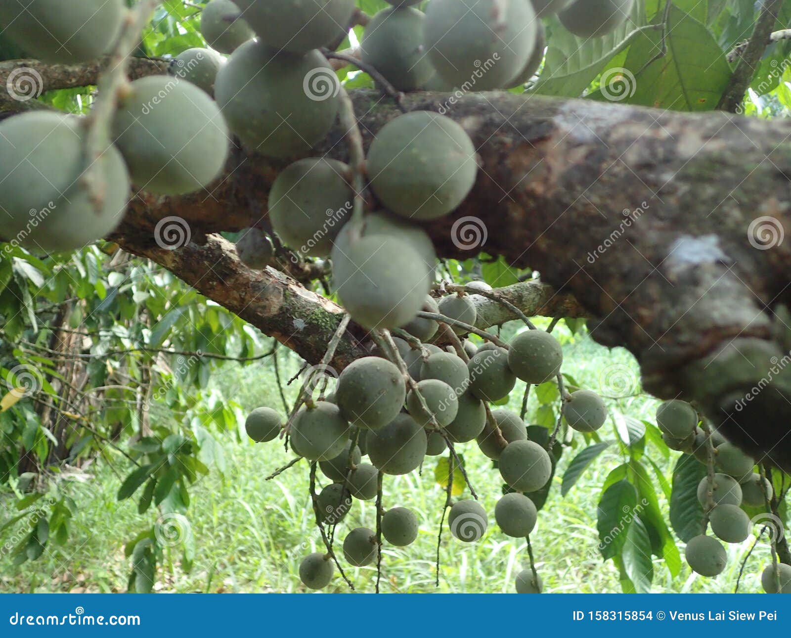 Photo Duku Fruits on the Tree Stock Photo - Image of topical, tree ...