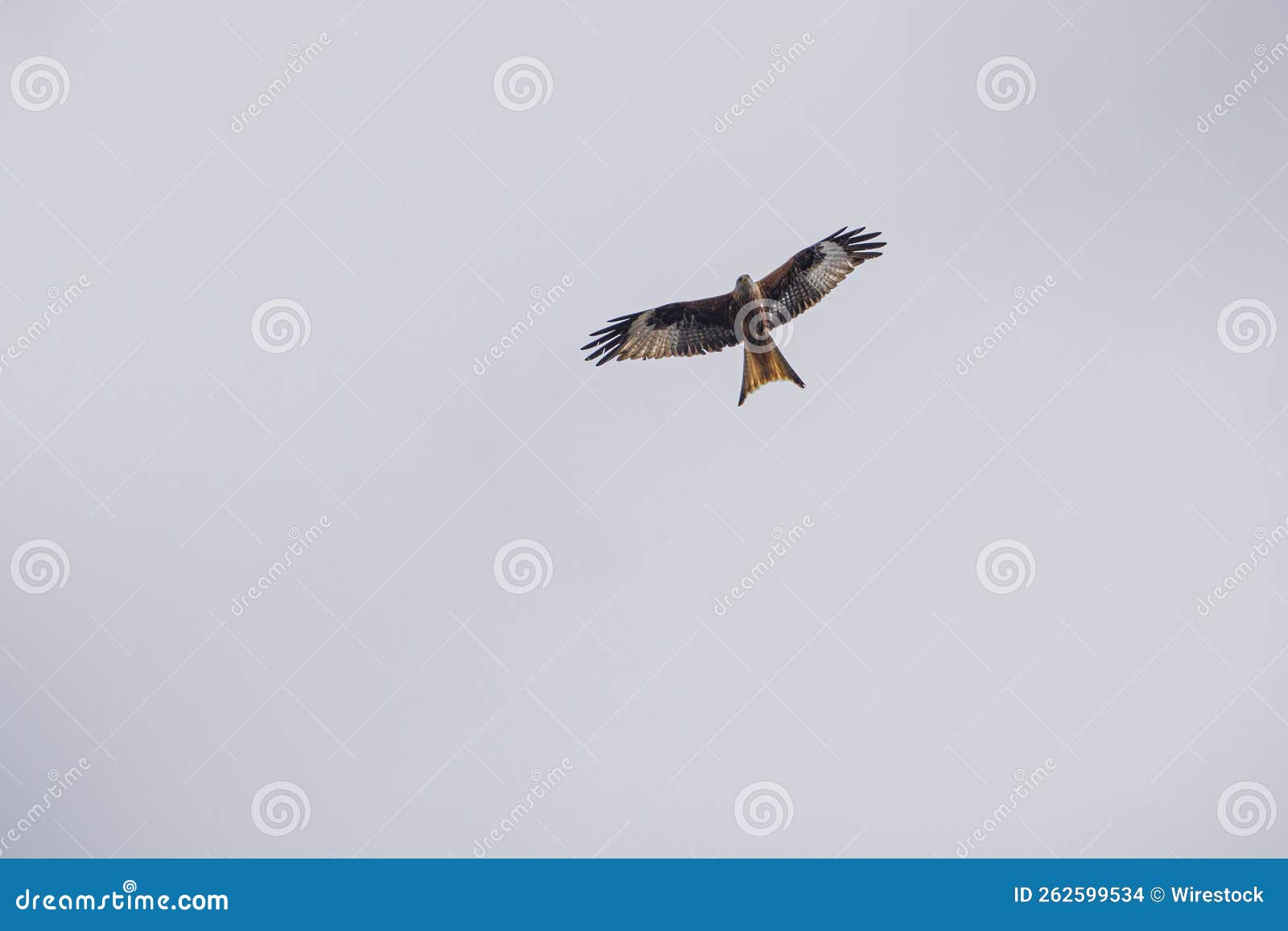 Photo of an Eagle Soaring High in the Sky Stock Photo - Image of animal ...