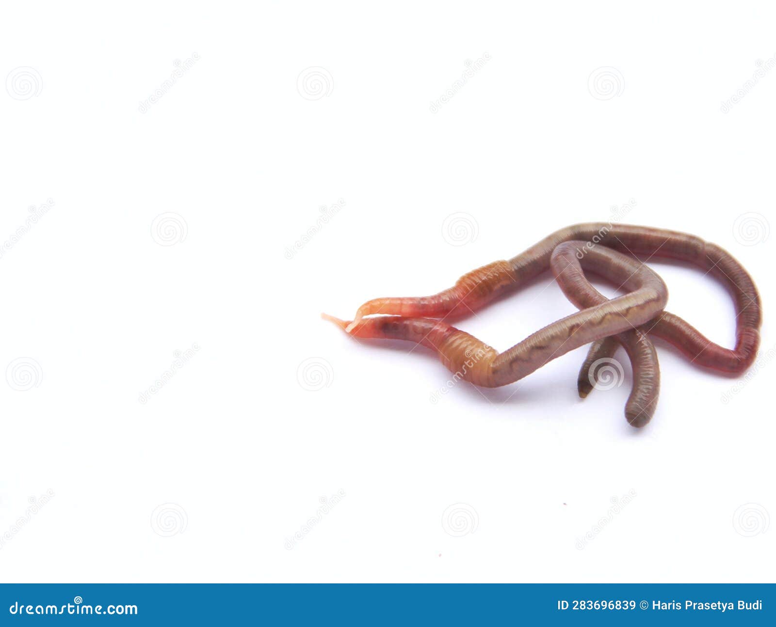 Photo of Earthworm Isolated on White Background. Stock Image - Image of ...