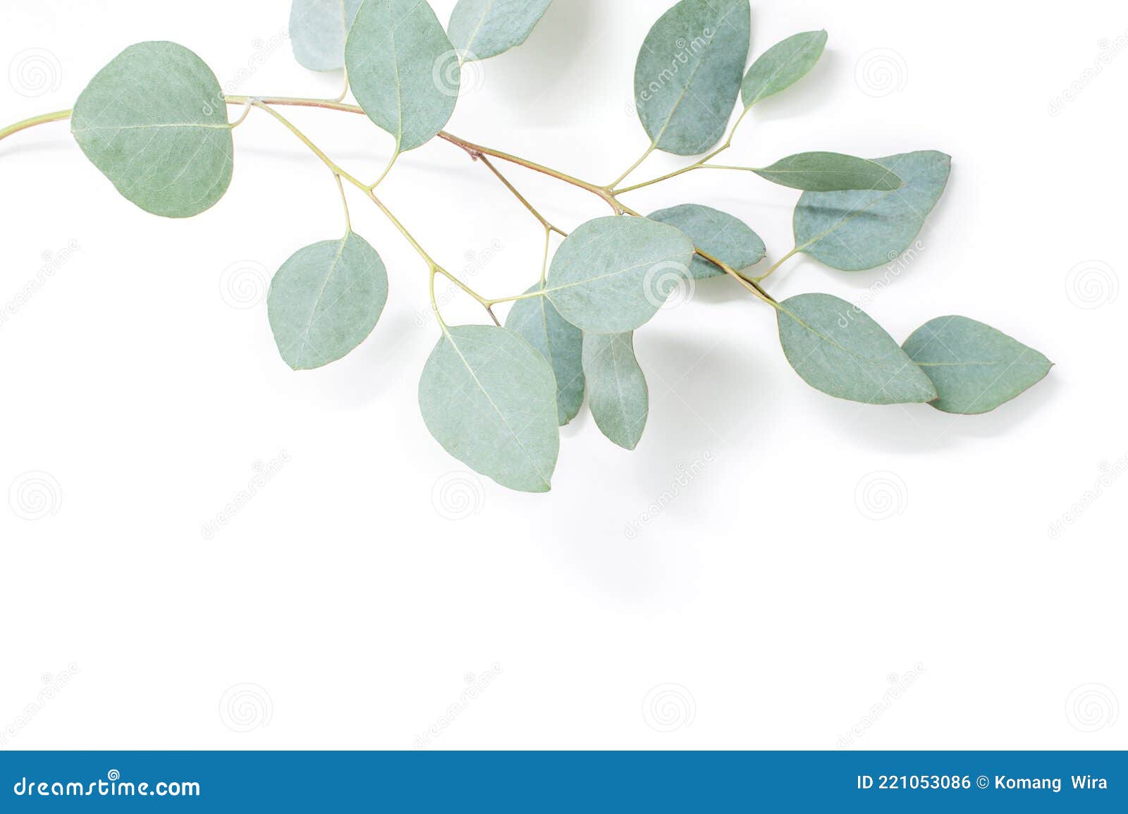 Simple Eucalyptus Pattern Background Stock Photo - Image of object ...