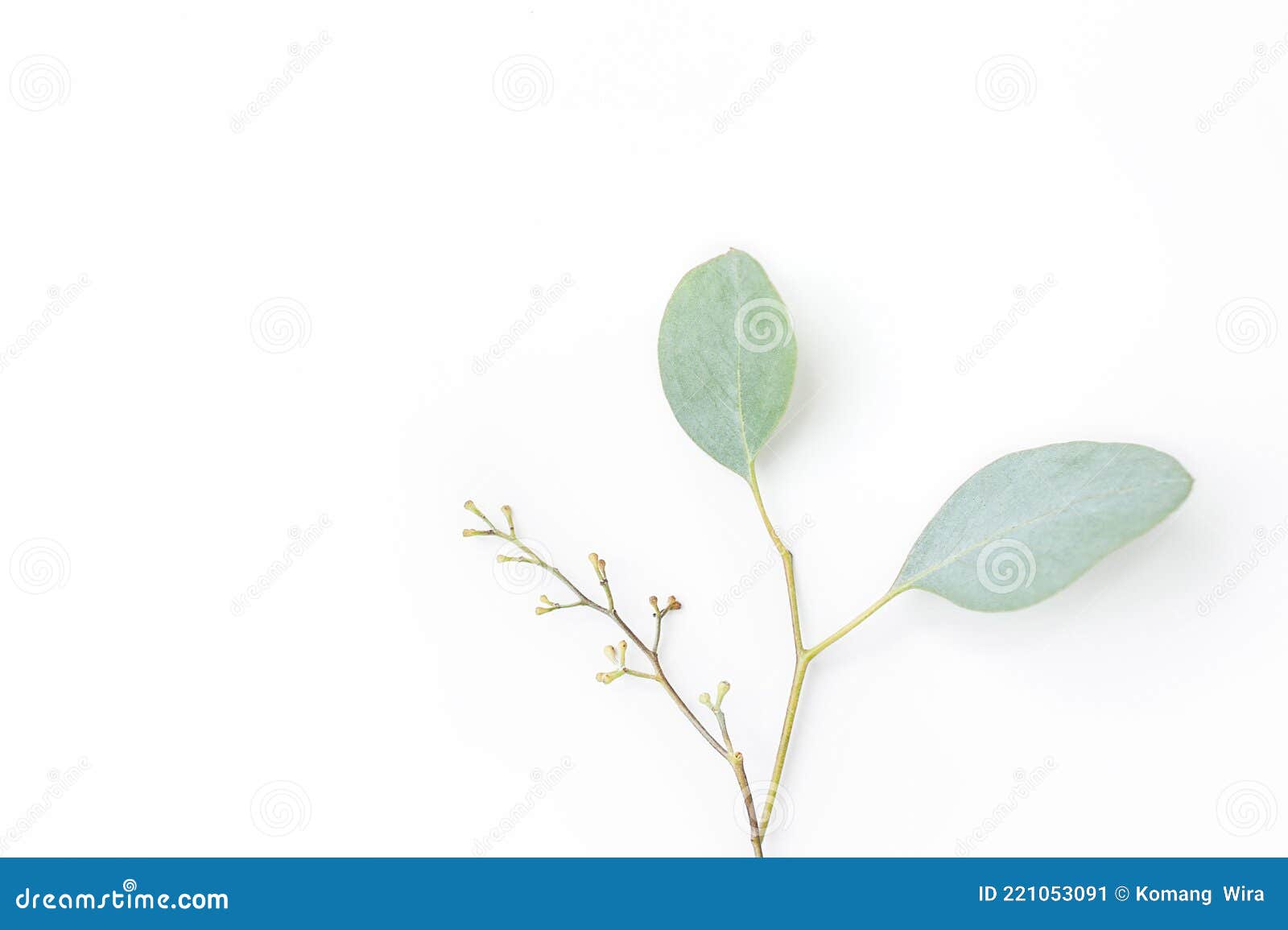 Simple Eucalyptus Pattern Background Stock Image - Image of garden ...