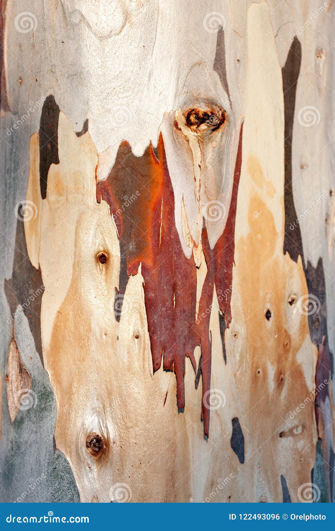 Photo of Eucalyptus Tree Bark Texture Stock Photo - Image of organic ...