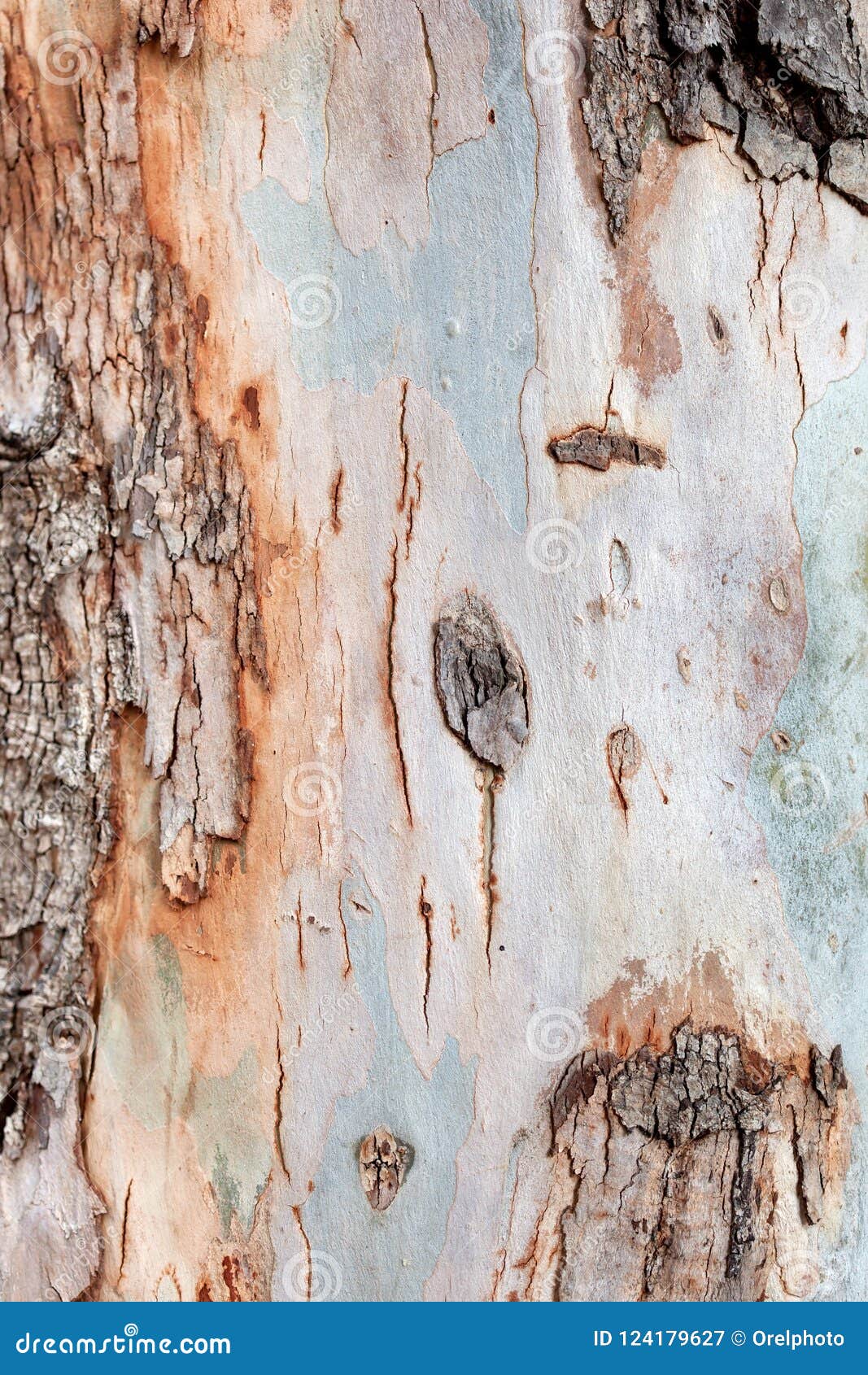 Photo of Eucalyptus Tree Bark Texture Stock Image - Image of backdrop ...