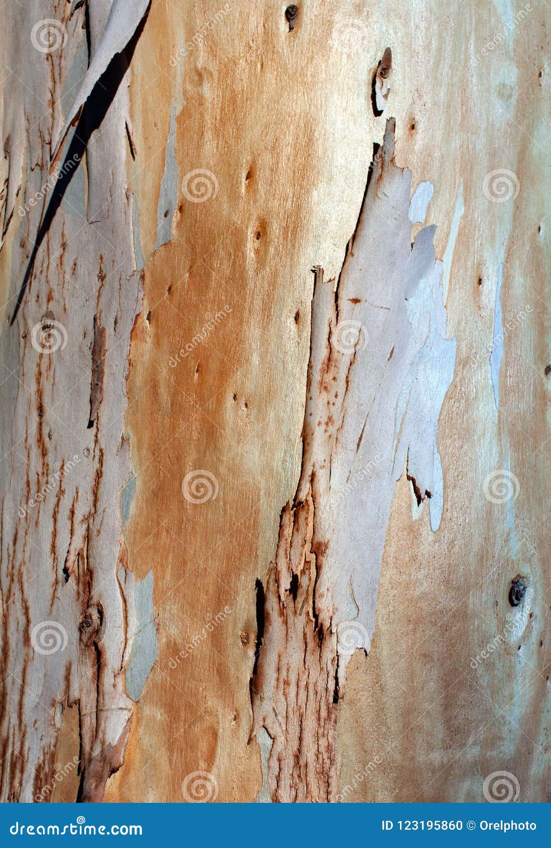 Photo of Eucalyptus Tree Bark Texture Stock Photo - Image of nature ...