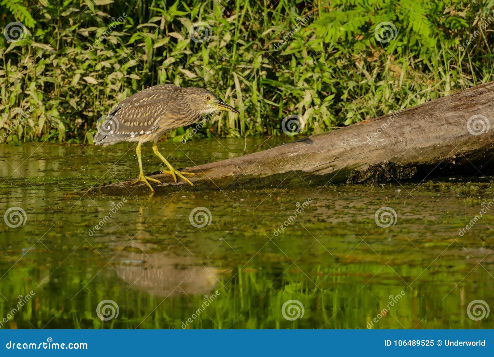 Eurasian Bittern Great Bittern Stock Image - Image of bittern, adult ...