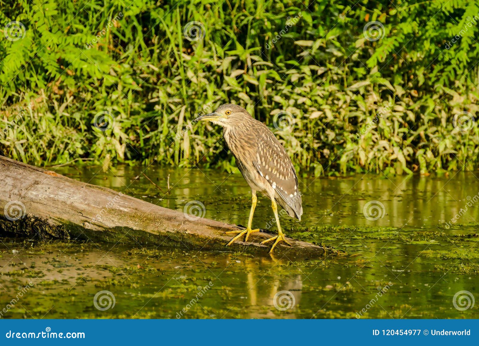 Eurasian Bittern Great Bittern Stock Image - Image of female, marsh ...