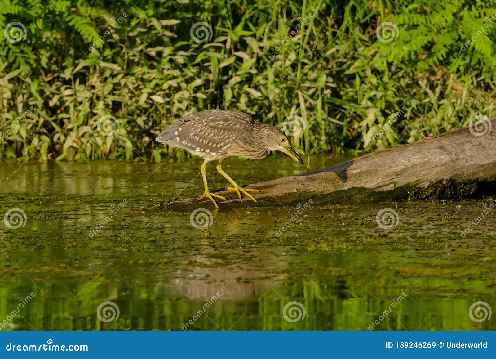 Eurasian Bittern Great Bittern Stock Image - Image of green, animal ...