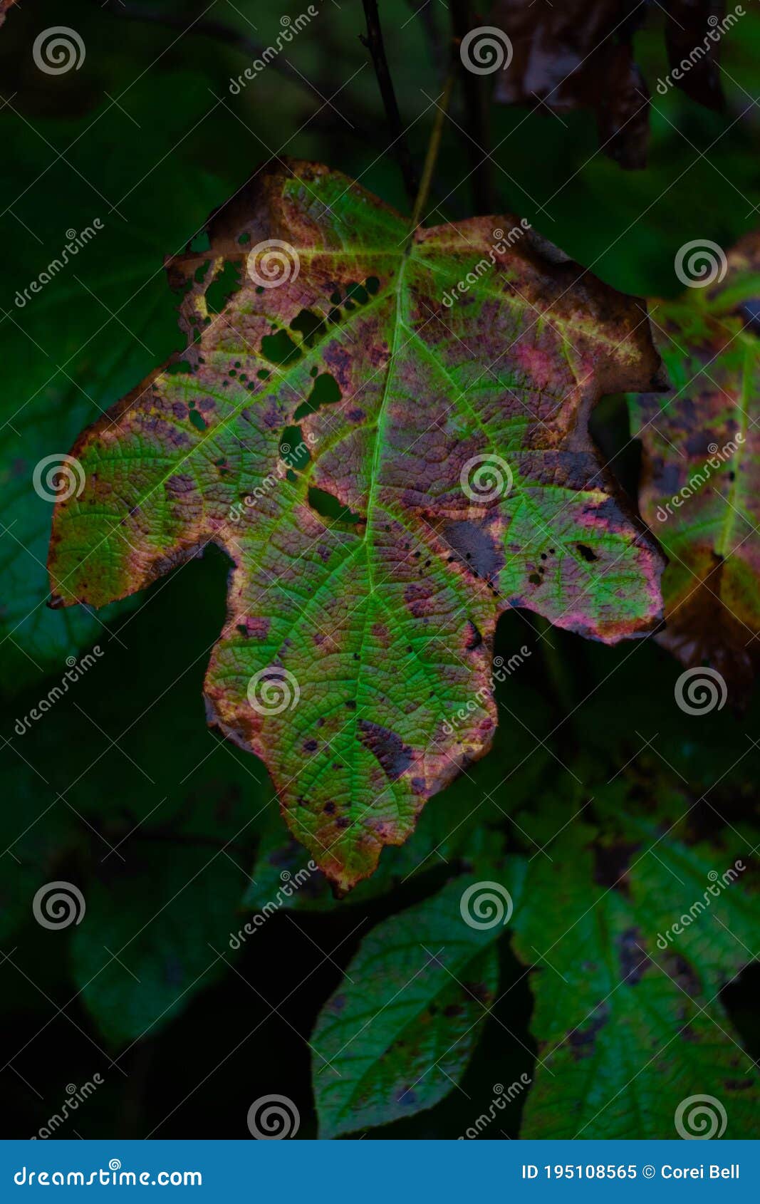 Close Up of Big Green Fall Leaf Stock Image - Image of fallbackground ...