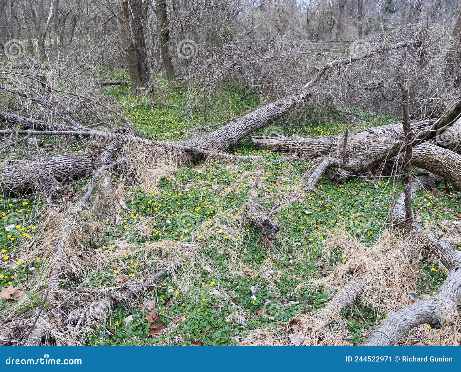 Fallen Debris in the Forest Stock Image - Image of logs, clouds: 244522971