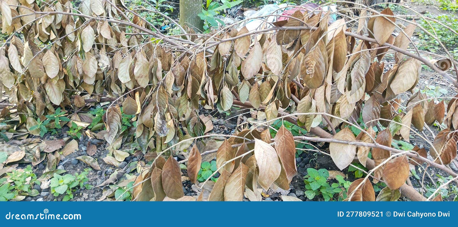 Photo of a Fallen Dry Leaf Tree Stock Image - Image of grass, close ...