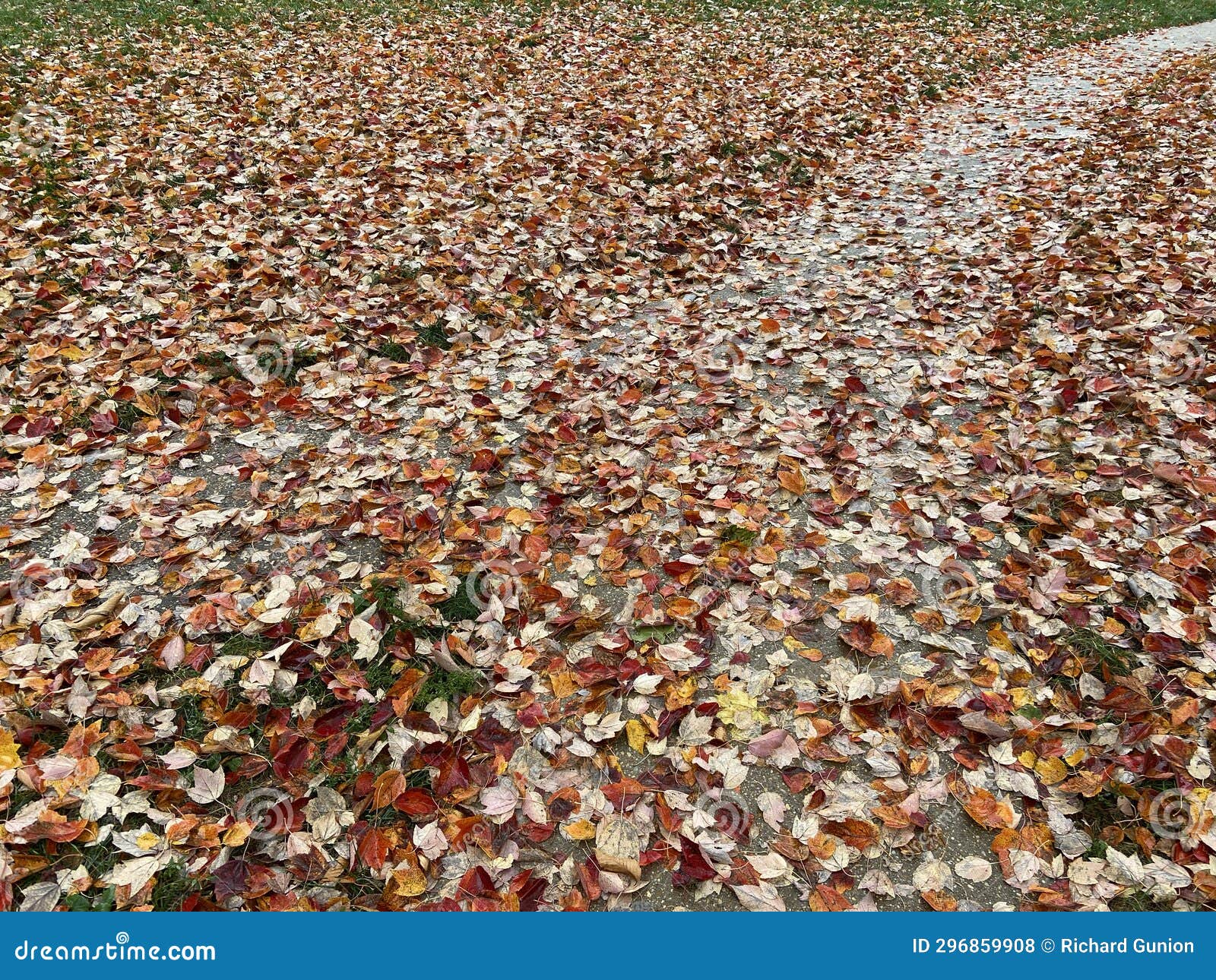 Fallen Leaves on the Path in Autumn in November Stock Photo - Image of ...
