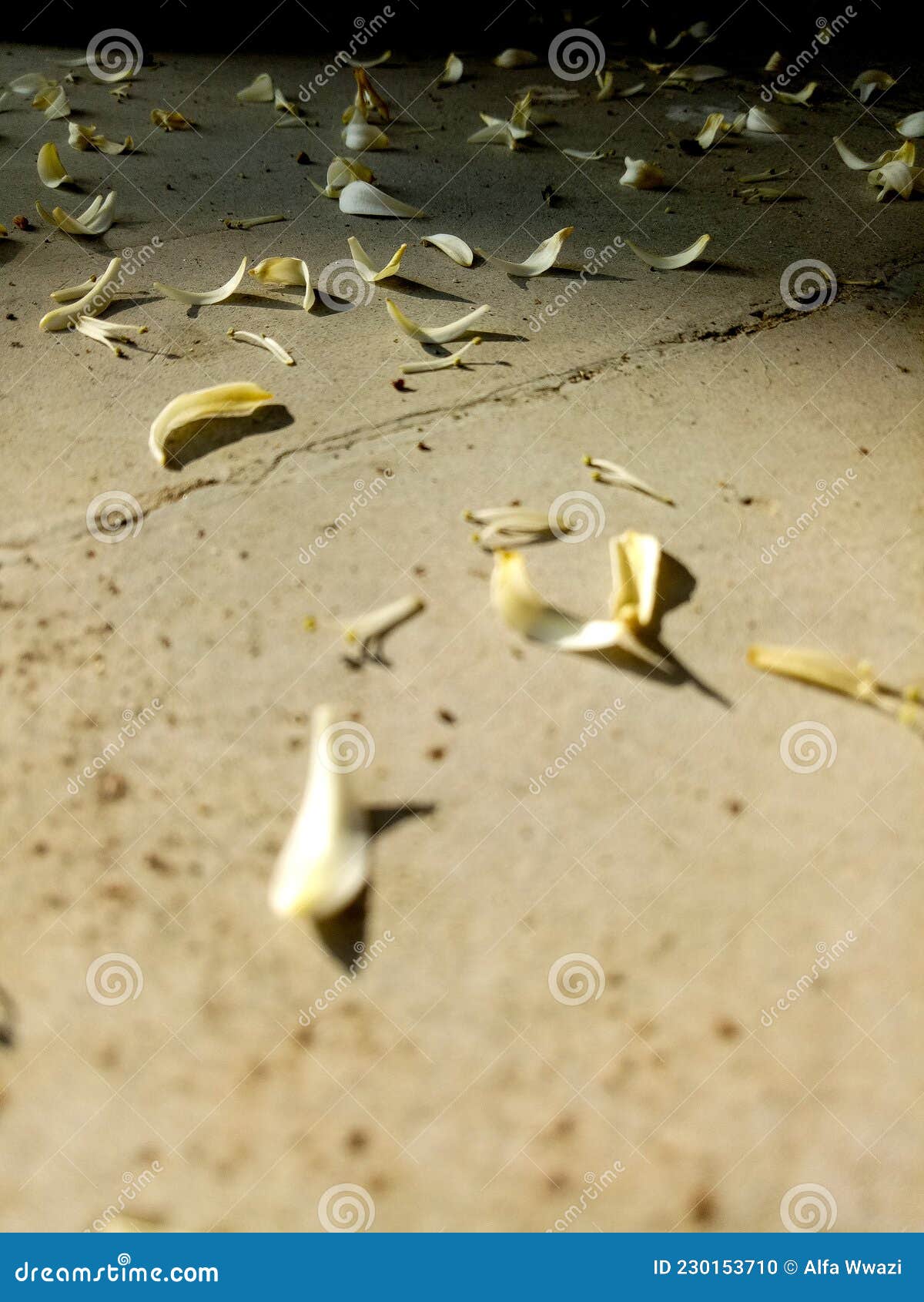 Photo of Falling White Flower Petals. Stock Photo - Image of macro ...